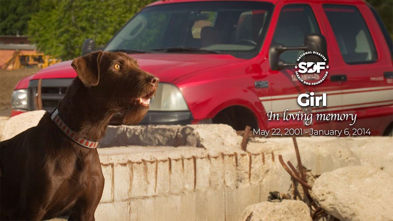 Girl (2001 – 2014) - National Disaster Search Dog Foundation