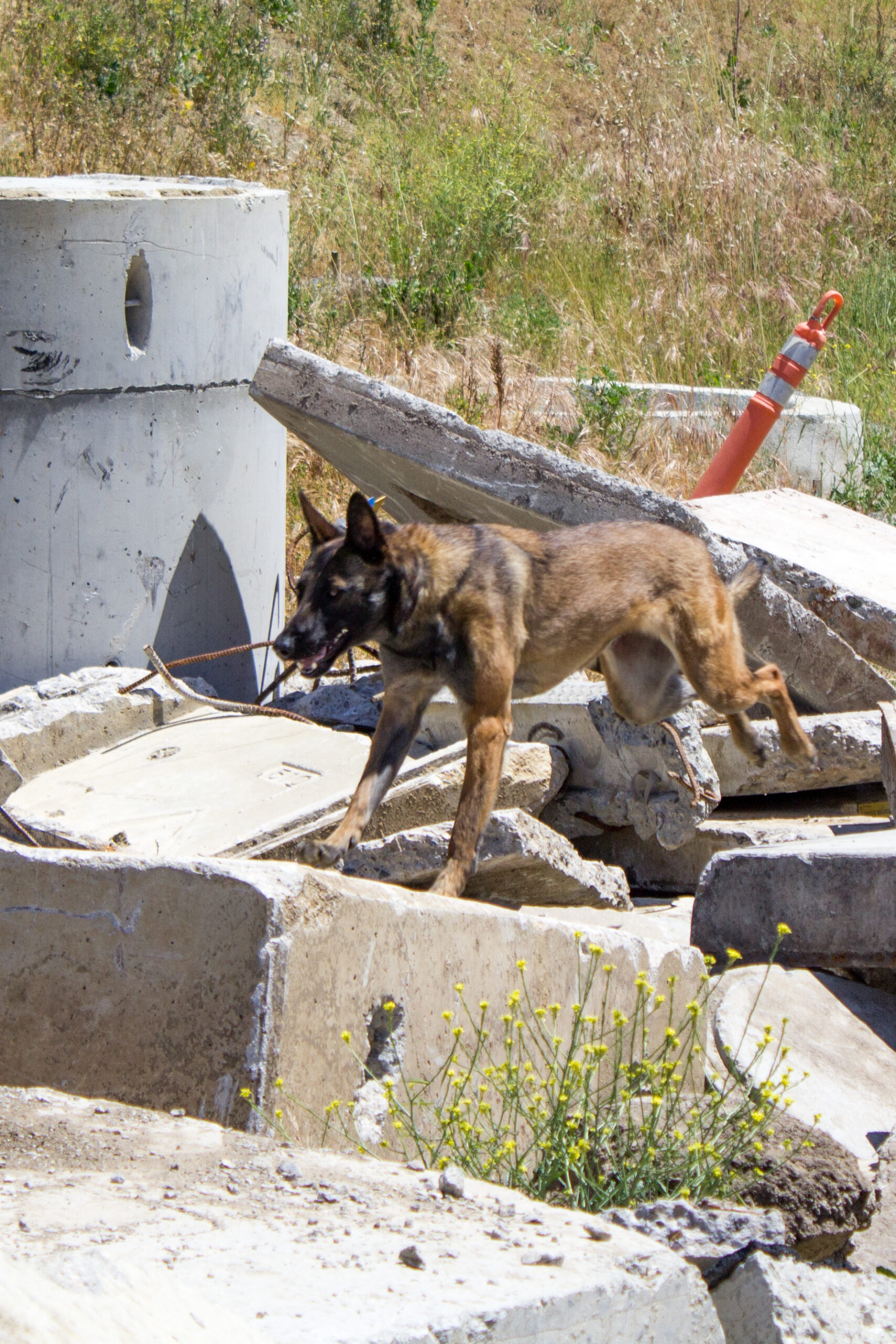 Meet Our Newest Search Dog Recruits: Fender and Delta! - National ...