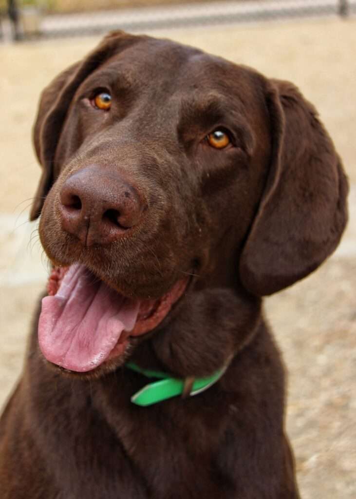 Blake (2014 - 2024) - National Disaster Search Dog Foundation