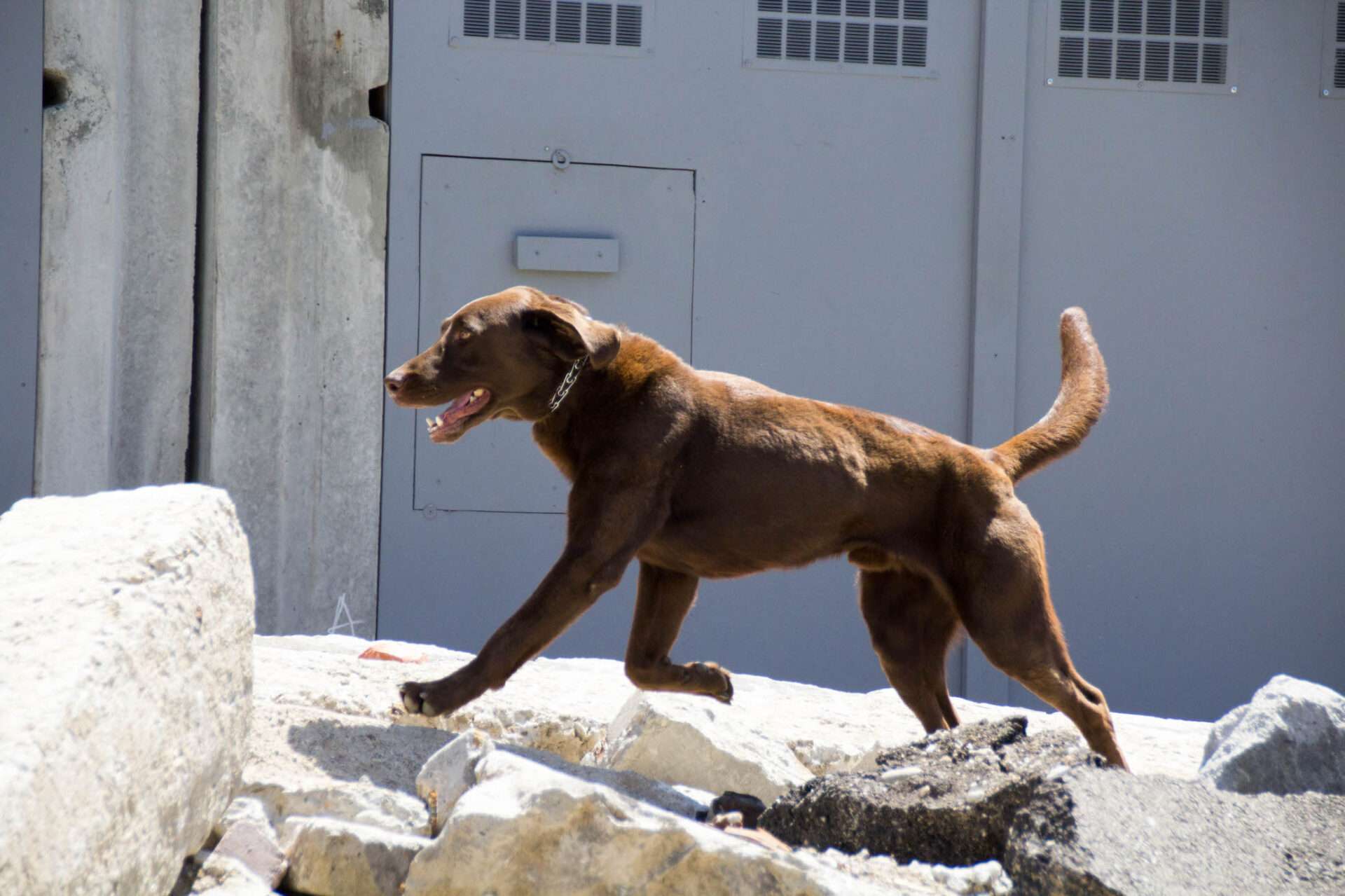 Blake (2014 - 2024) - National Disaster Search Dog Foundation