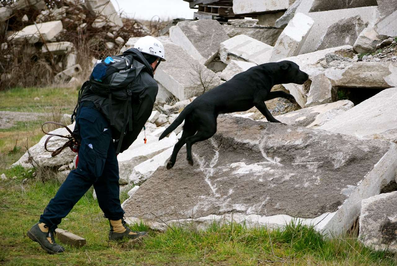 Magnum (2009 - 2024) - National Disaster Search Dog Foundation