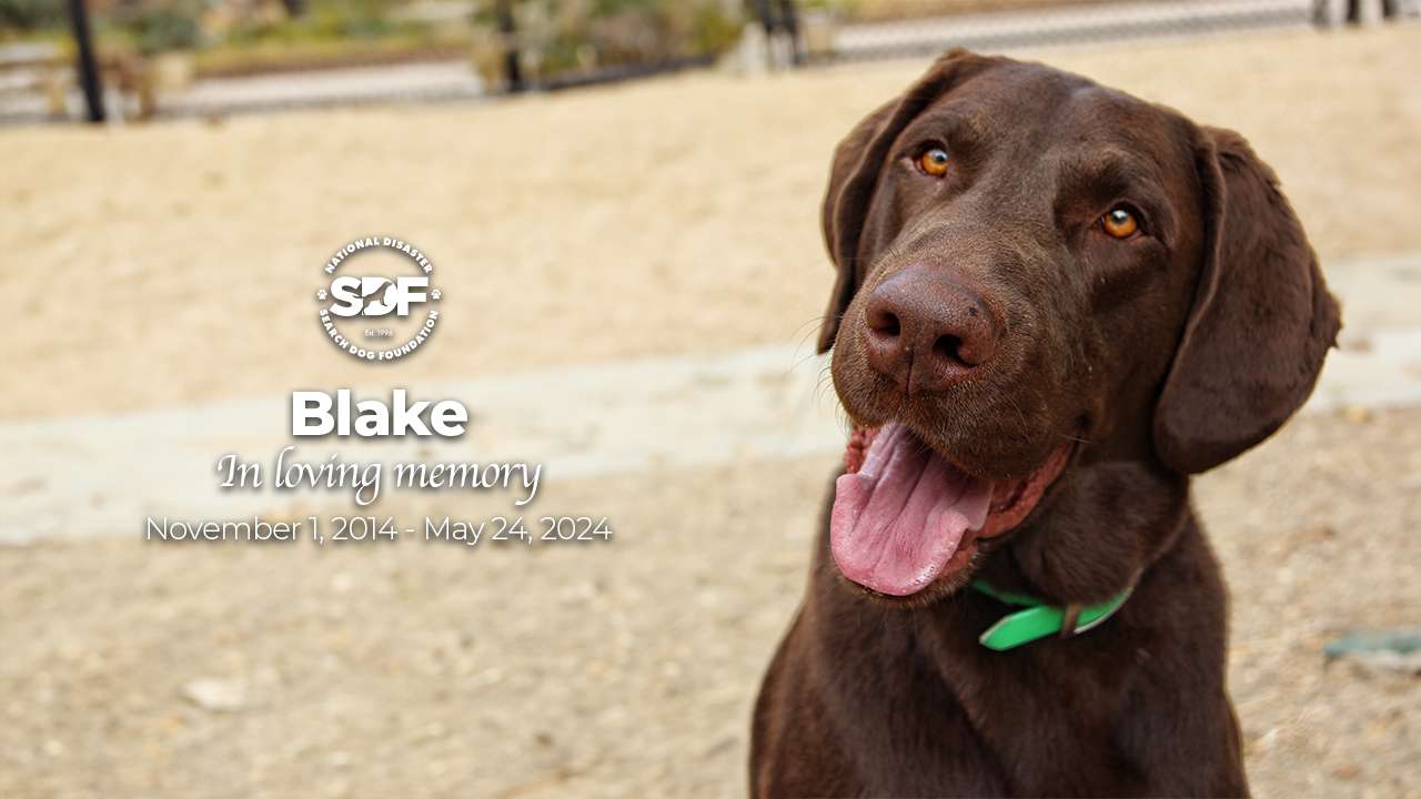 Blake (2014 - 2024) - National Disaster Search Dog Foundation
