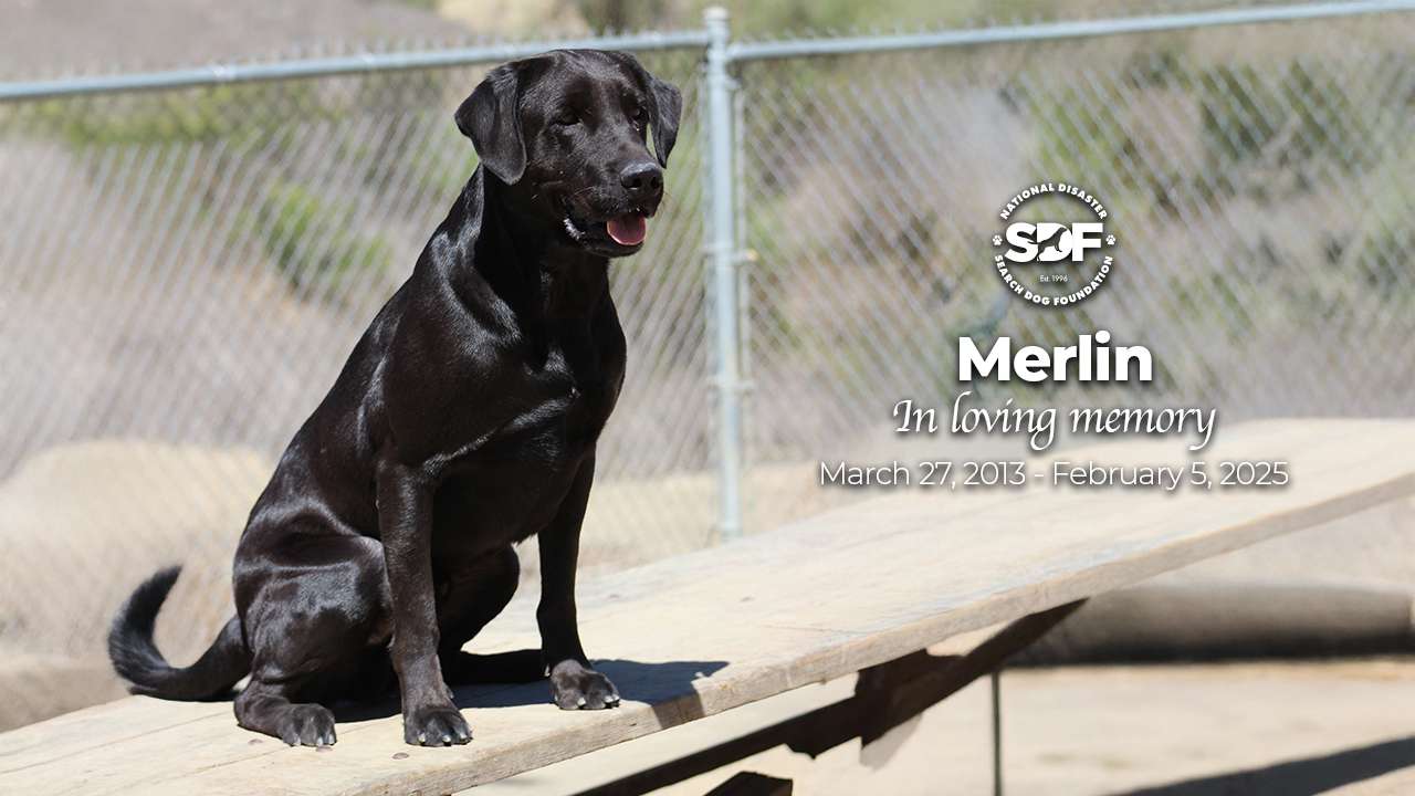 Merlin (2013 - 2025) - National Disaster Search Dog Foundation
