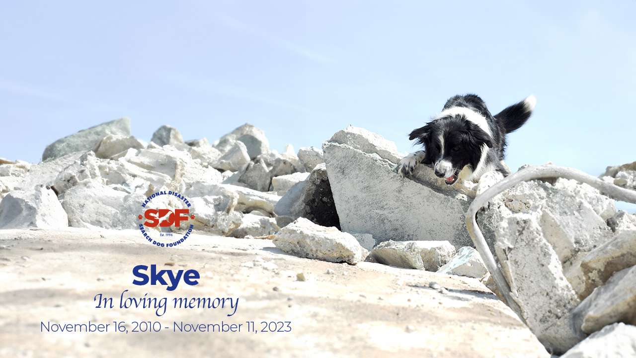 Skye (2010 - 2023) - National Disaster Search Dog Foundation