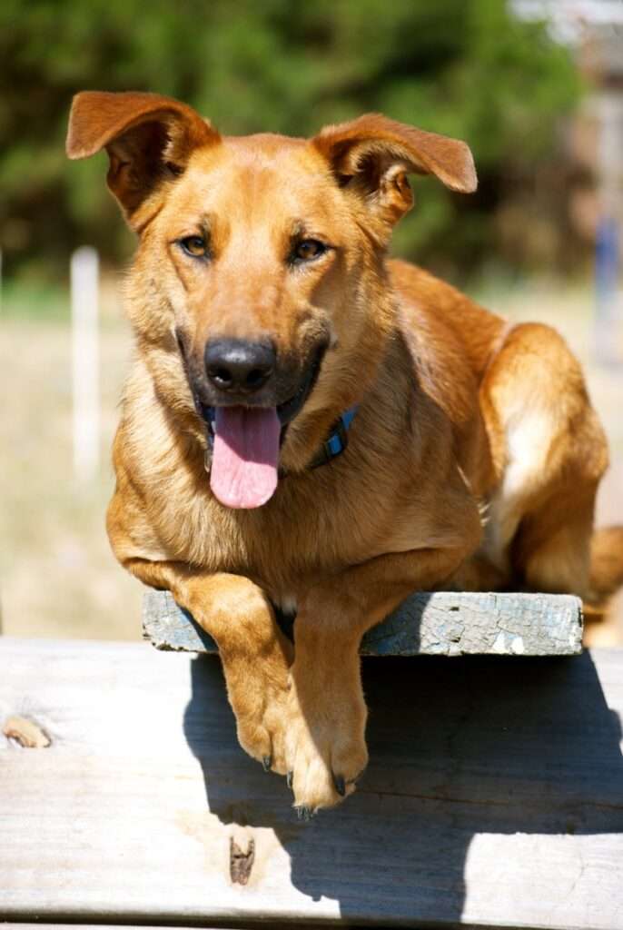 Roxy (2010 - 2024) - National Disaster Search Dog Foundation