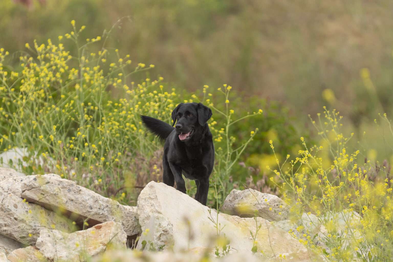 Sadie (2010 - 2024)