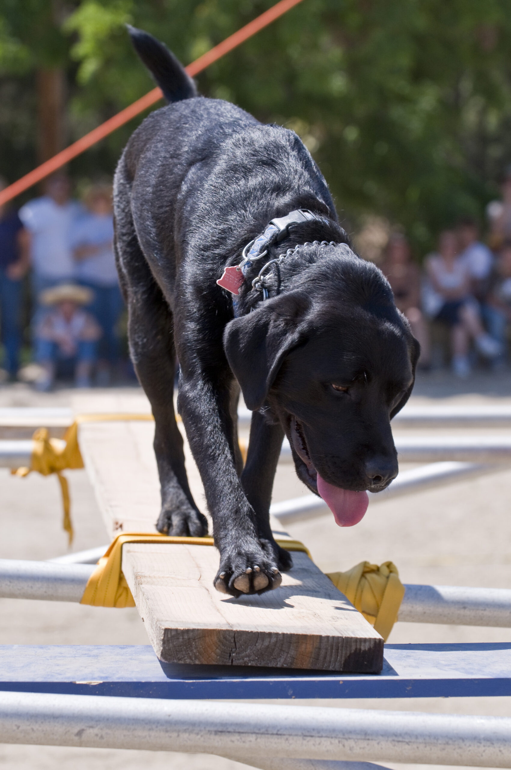 Cadillac (2004 – 2018) - National Disaster Search Dog Foundation