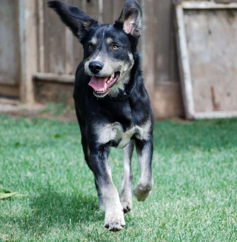 Raider (2008 - 2023) - National Disaster Search Dog Foundation