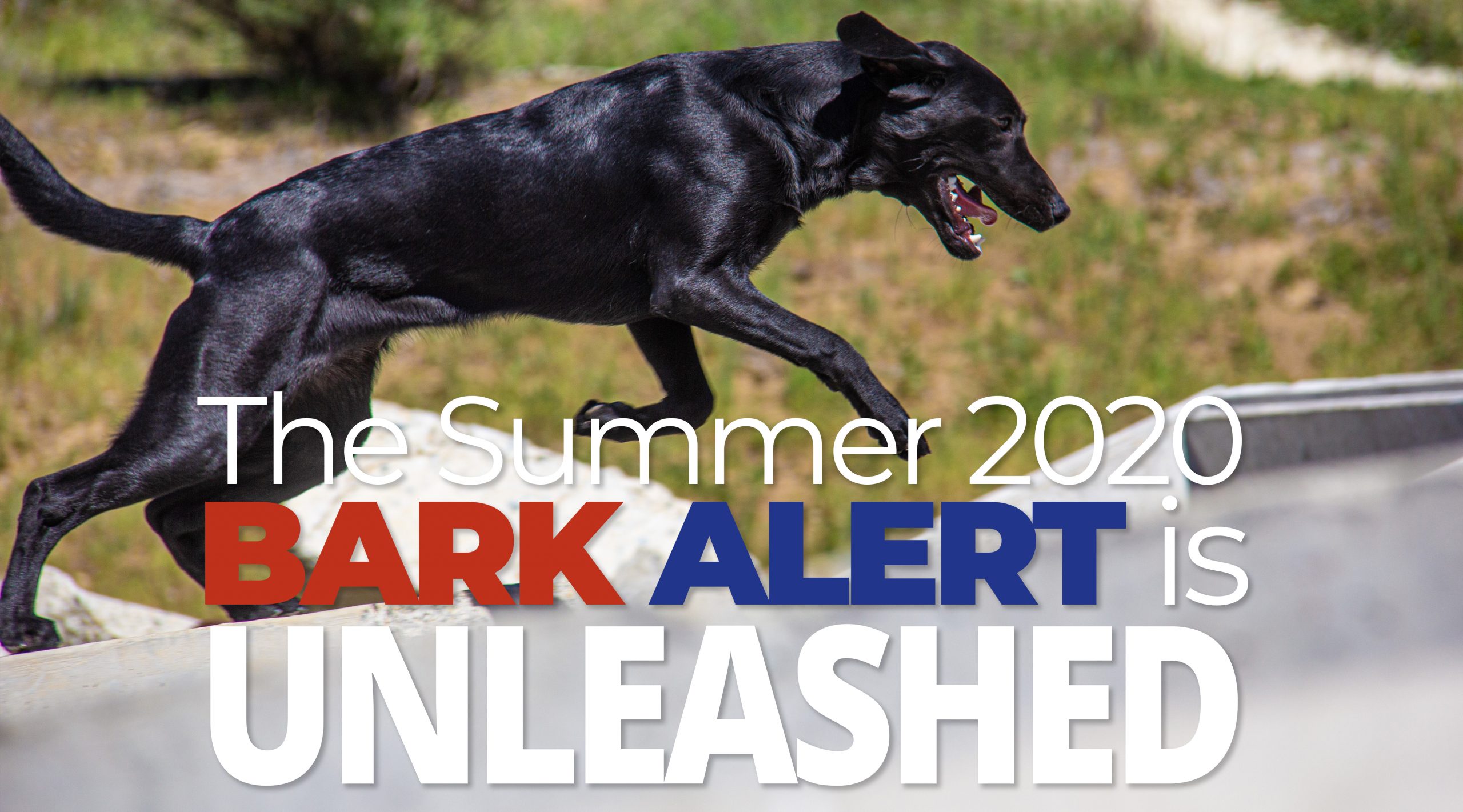 Bark Alert magazine - Summer 2020 - National Disaster Search Dog Foundation