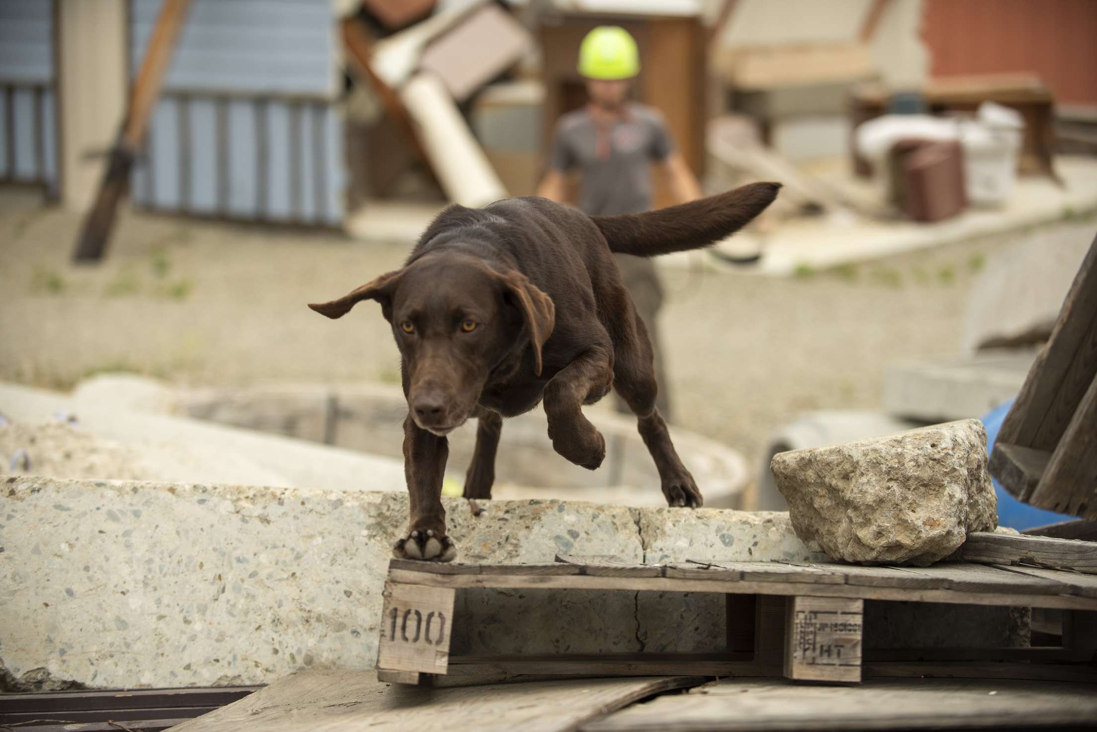 Retired Search Dog Chloe - National Disaster Search Dog Foundation