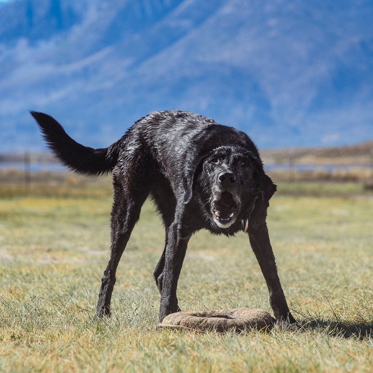 Ben (2008 – 2021) - National Disaster Search Dog Foundation