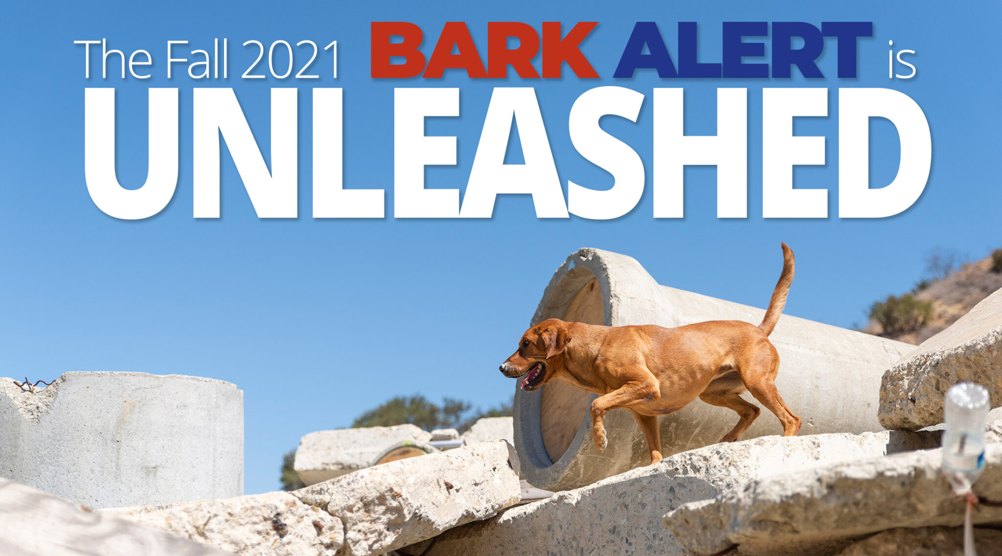 The Fall 2021 Bark Alert is unleashed! - National Disaster Search Dog ...