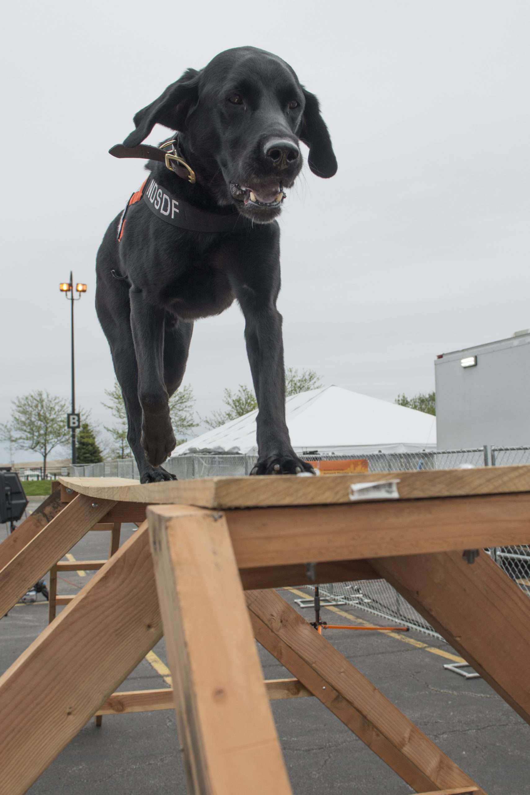 George (2009 – 2022) - National Disaster Search Dog Foundation