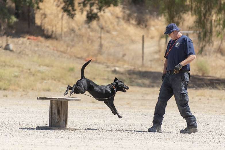 Two new canine disaster search teams join SDF's roster! - National ...