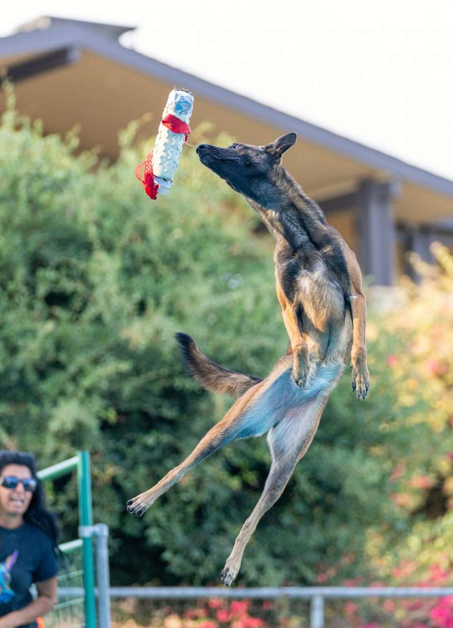 From Shy Girl to Fly Girl: Caper soars to incredible heights in her new ...