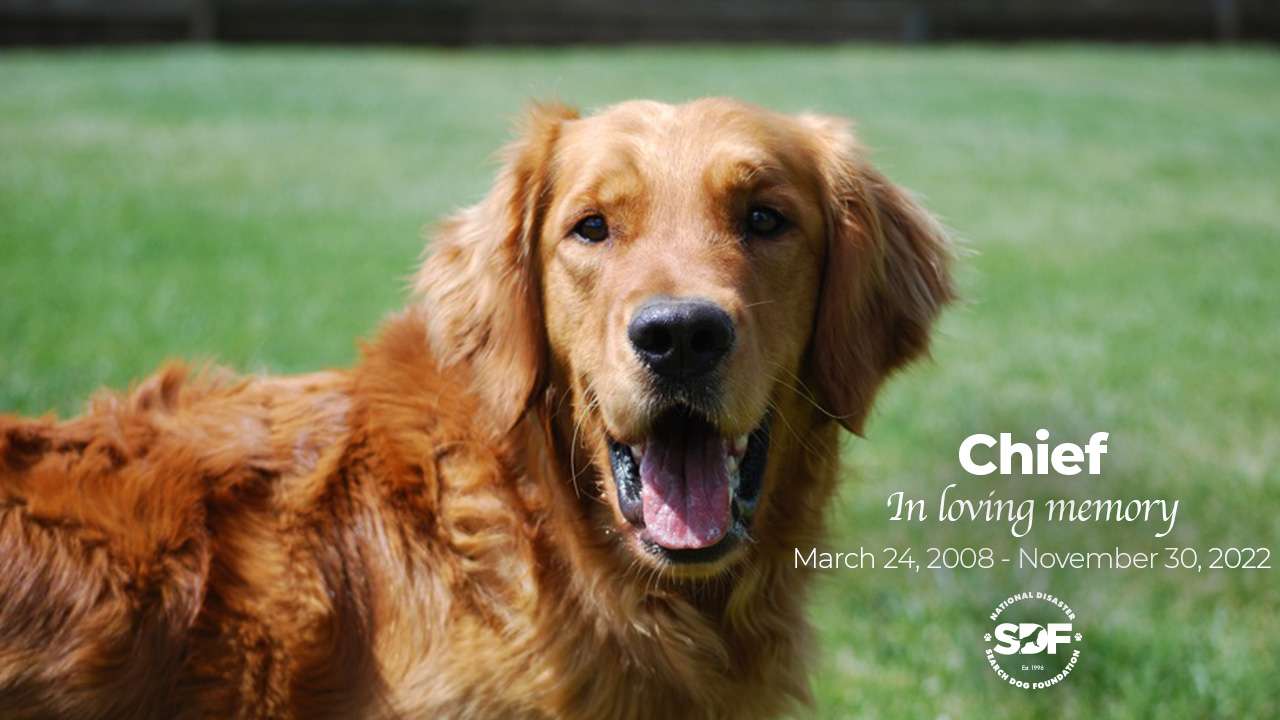 Chief (2008-2022) - National Disaster Search Dog Foundation