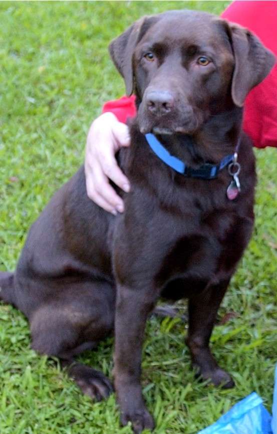 Marc (1999 - 2012) - National Disaster Search Dog Foundation