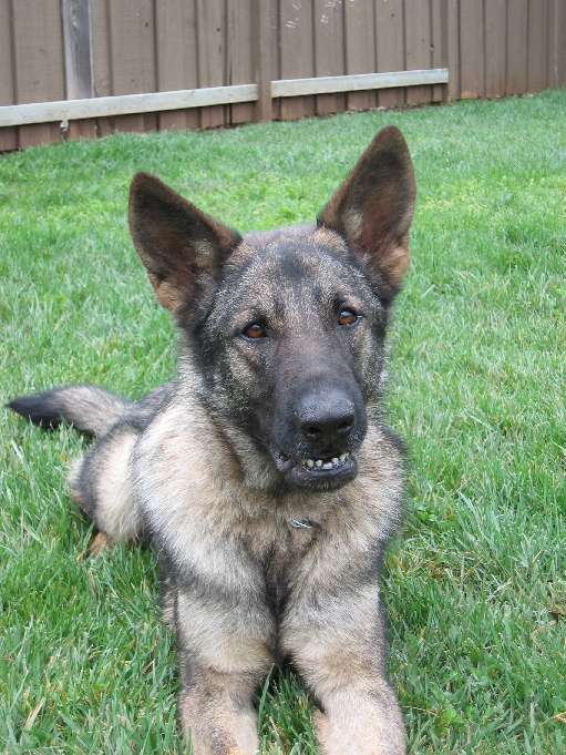 Maverick (2002 - 2014) - National Disaster Search Dog Foundation