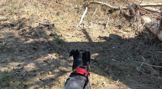 National Disaster Search Dog Foundation