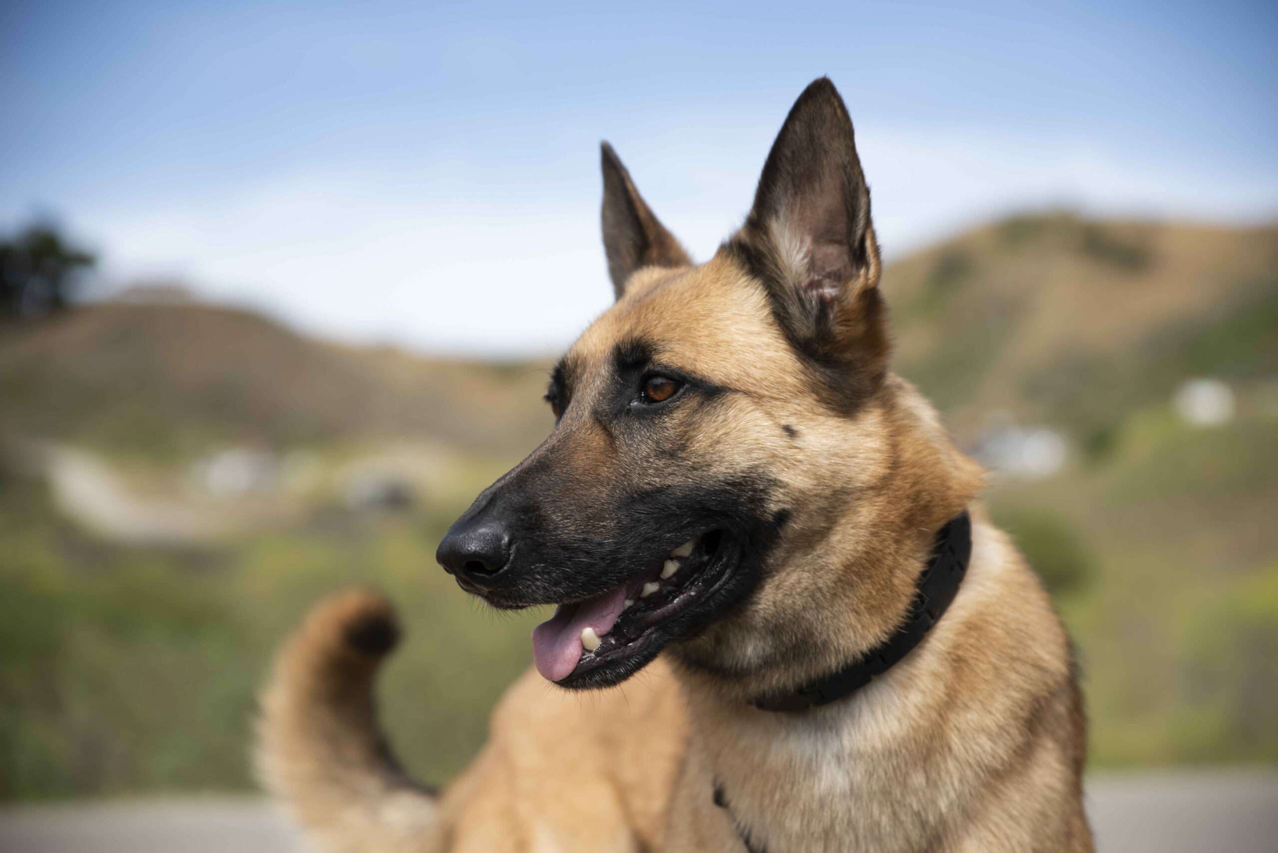 Valor Creates Community and Inspires Animal Ministry