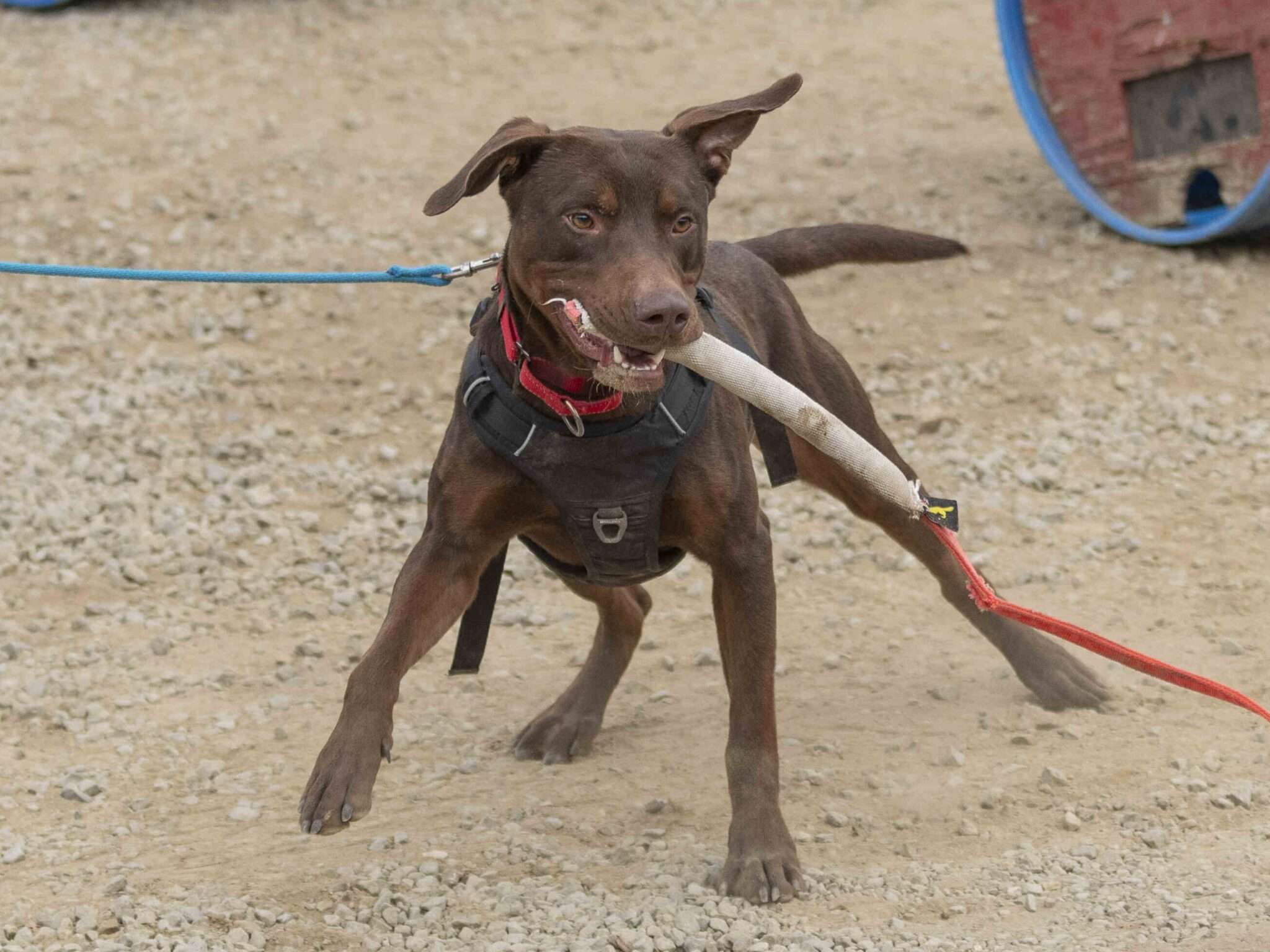 SDF pups Max and Chad are making the most of their second chances!