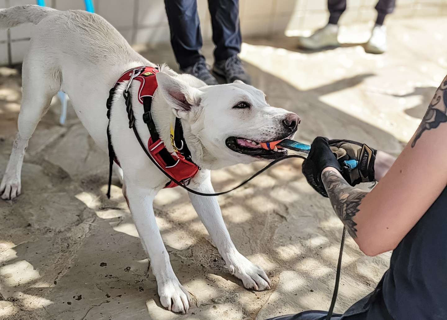 Team Brad: How the Power of Partnership Changed a Pup's Life